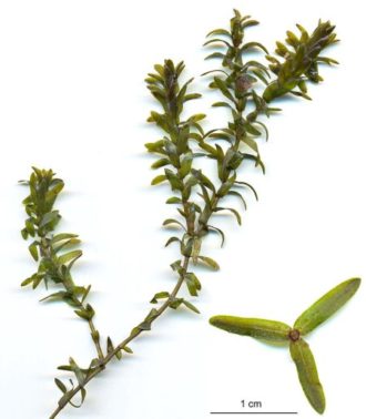 Die Kanadische Wasserpest - Elodea canadensis | Gartenteich Ratgeber