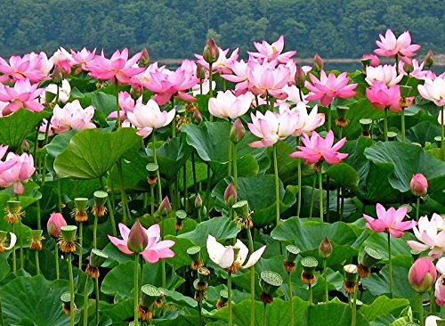 Die Lotusblume Nelumbo spec - Haltung, Pflege und Vermehrung ...