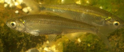 Moderlieschen (Leucaspius delineatus) - Haltung, Pflege, Färbung