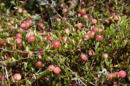Die Moosbeere - Vaccinium oxycoccus | Gartenteich Ratgeber