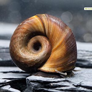 Die Gemeine Schlammschnecke - Radix peregra | Gartenteich Ratgeber