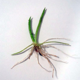 Strandling (Littorella uniflora) - Wächst vom Uferbereich bis ins ...