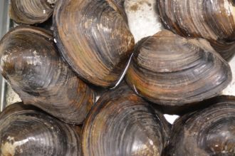 Muscheln im Gartenteich | Gartenteich Ratgeber