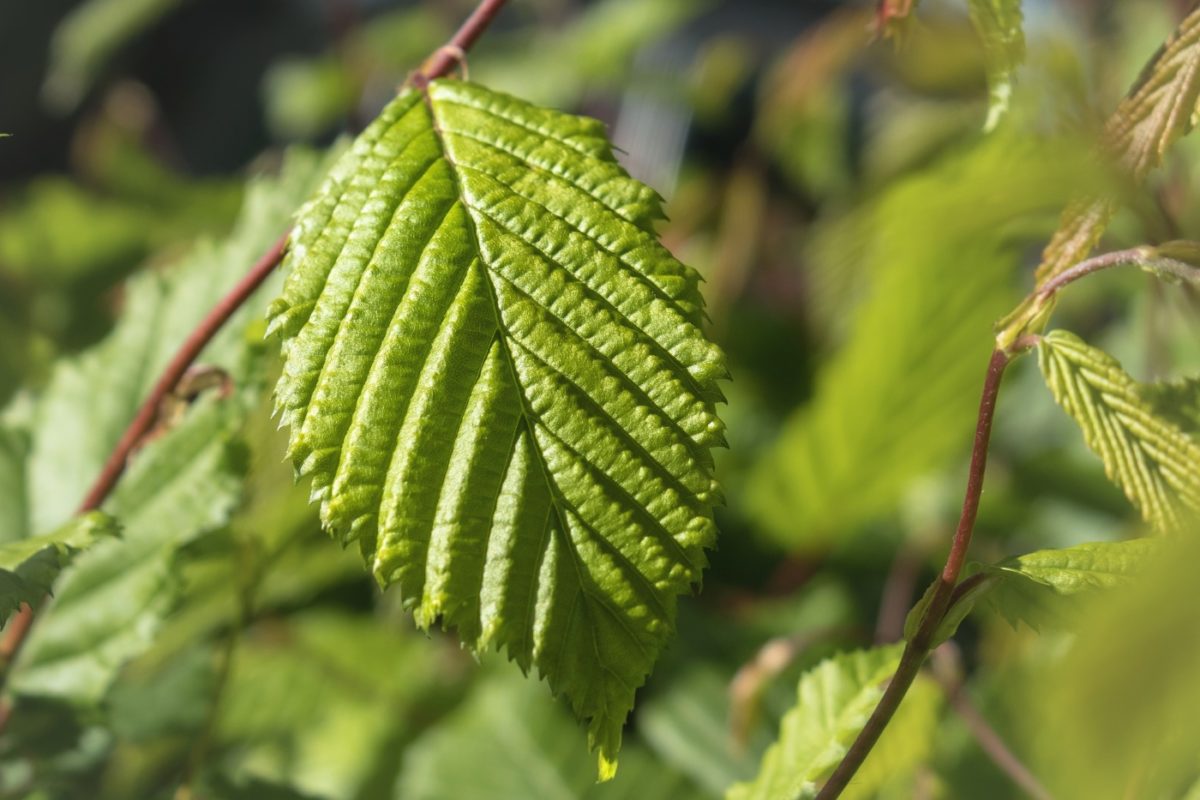 Buchenhecken für den Garten | Gartenteich Ratgeber