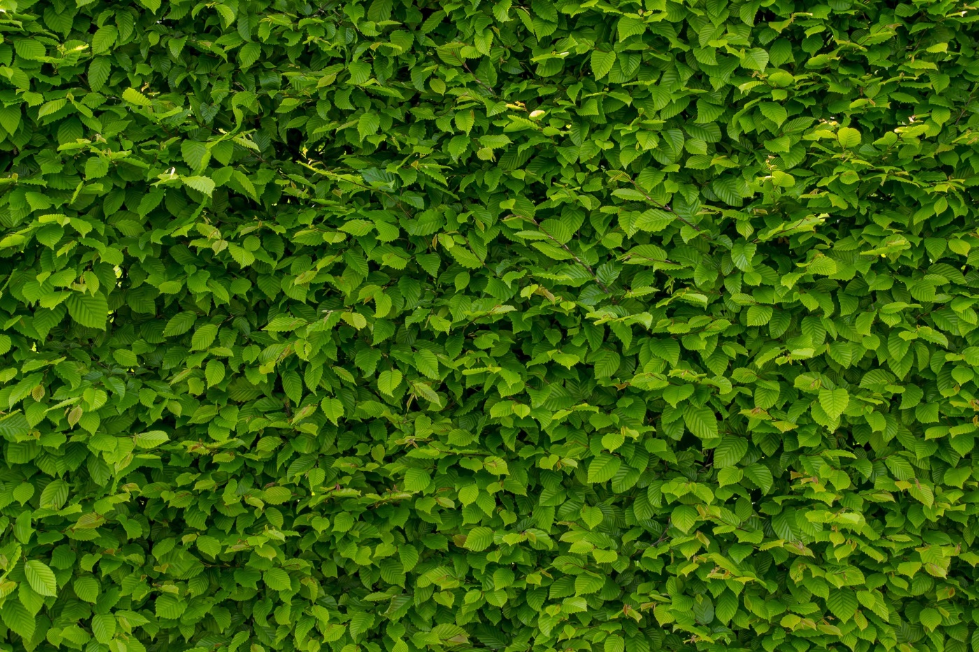 Buchenhecken für den Garten | Gartenteich Ratgeber